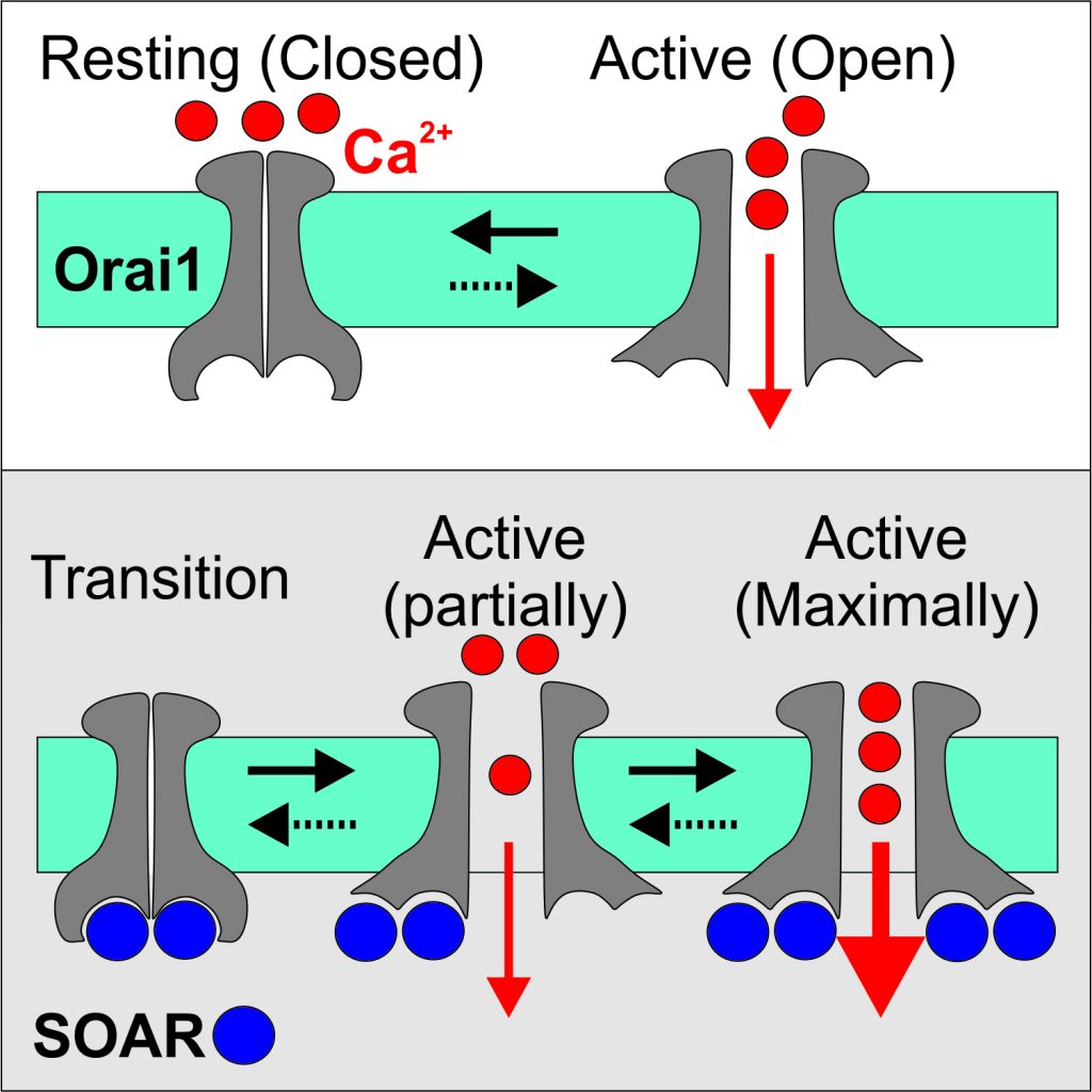 Our paper “Sequential Steps of CRAC Channel Activation” is now online ...